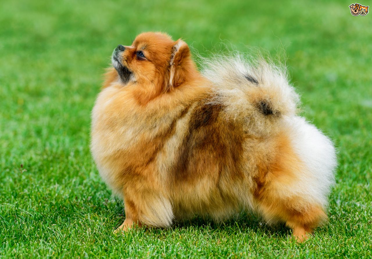 Pomeranian genetically closer to a lion than any other dog breed - foxpews